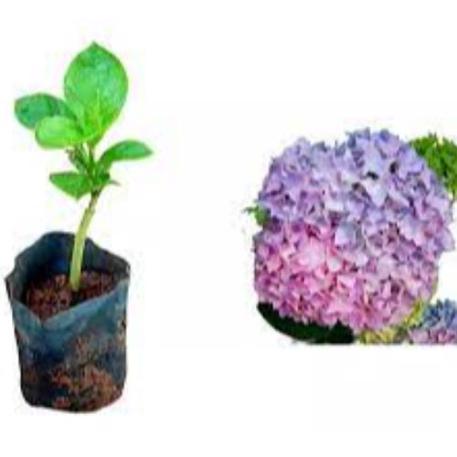 Produtos PLANTAS | Loja