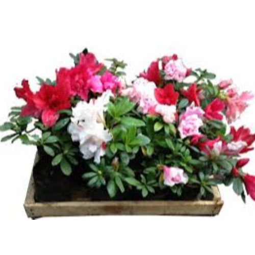 Produtos PLANTAS | Loja